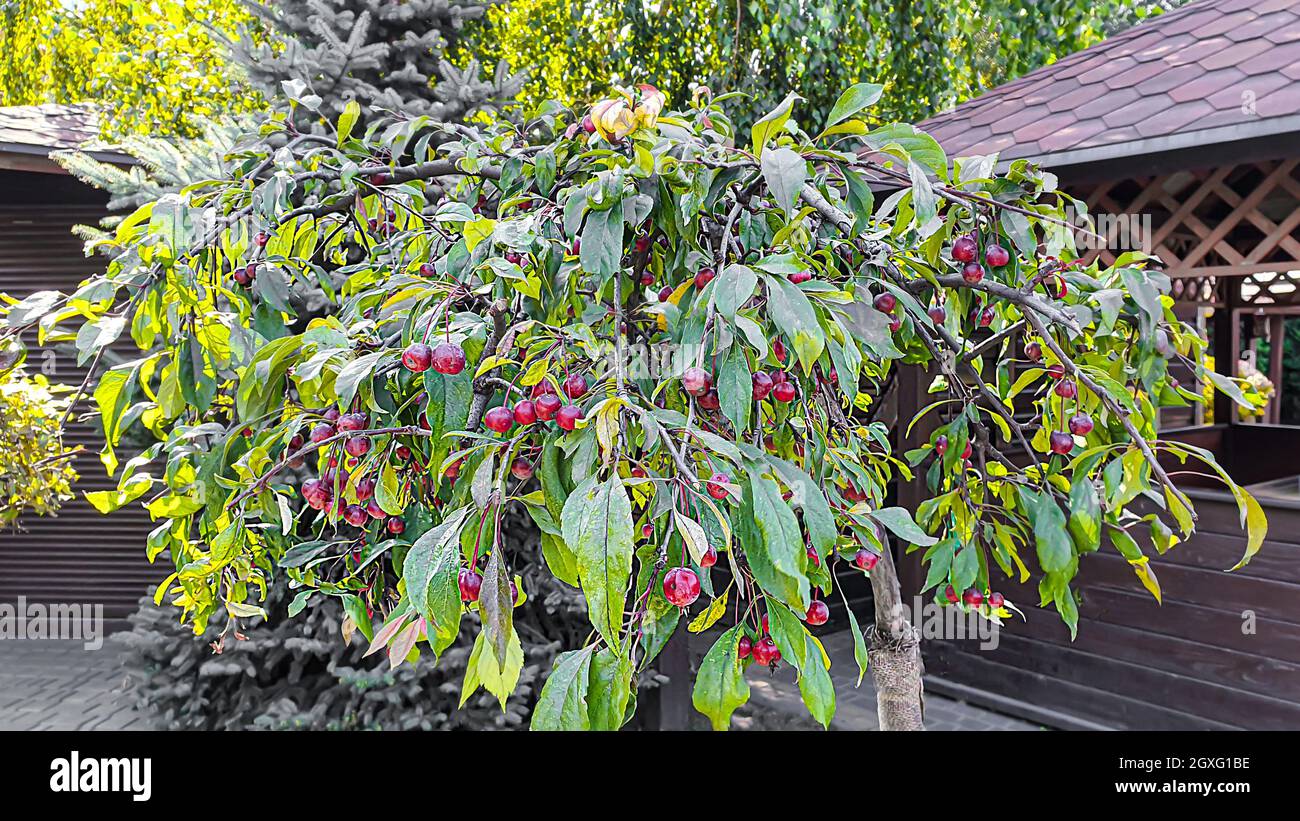 Nature and country design. Pruning trees, preparing nature for winter ...