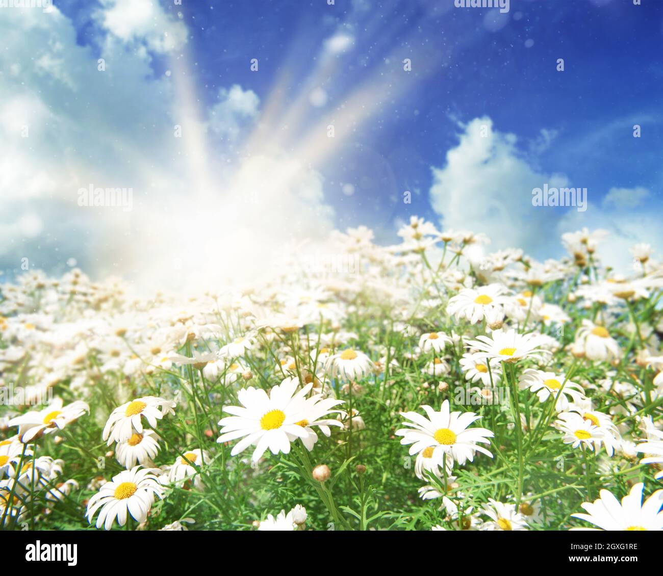 Green field with chamomile flowers and sunray Stock Photo - Alamy