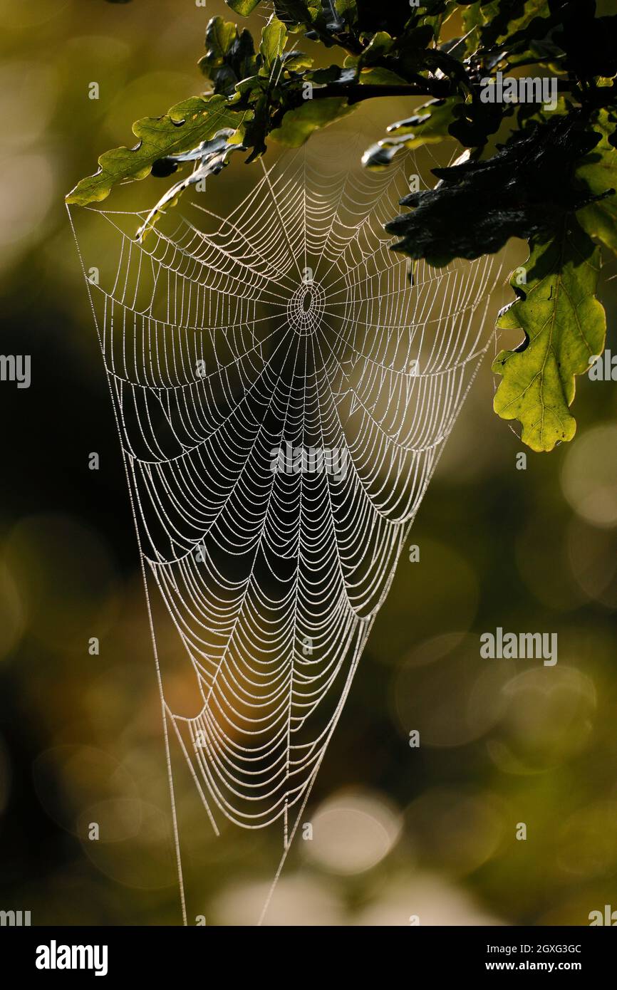 Orb Web Spider Stock Photo - Alamy