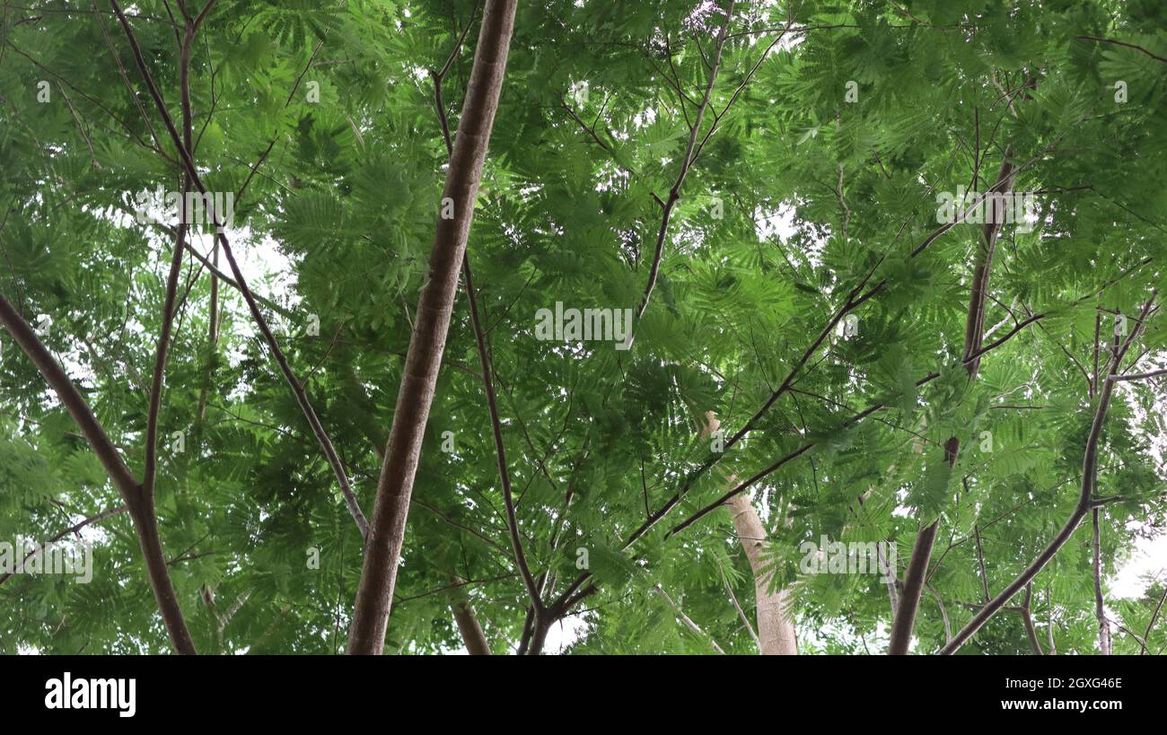 The tree and its branching part are tree branches with a green tree ...