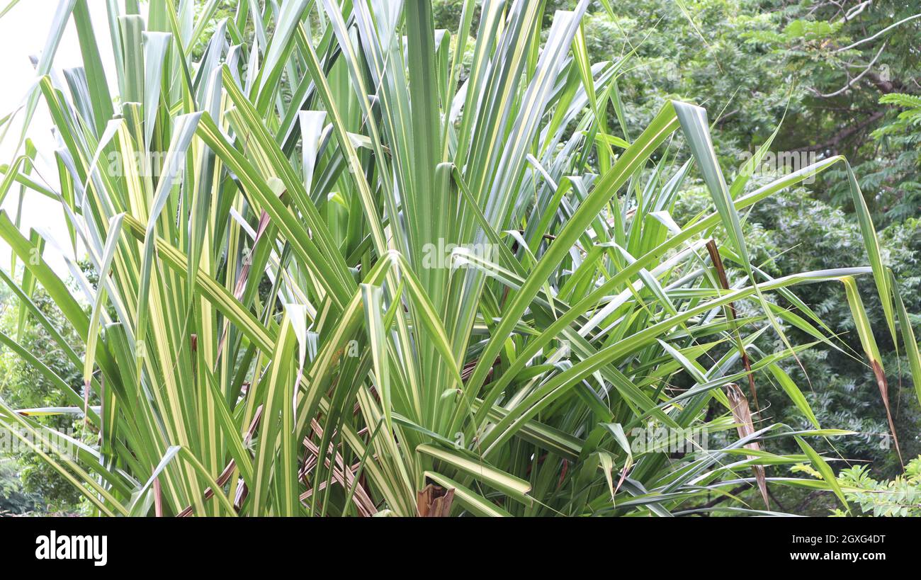 Sedge plant greenery beautiful natural plant Stock Photo - Alamy
