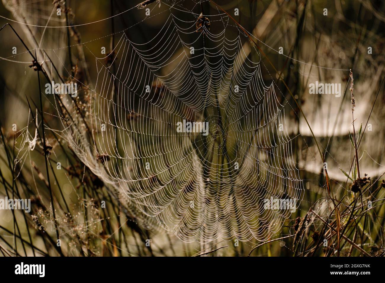 Orb Web Spider Stock Photo - Alamy