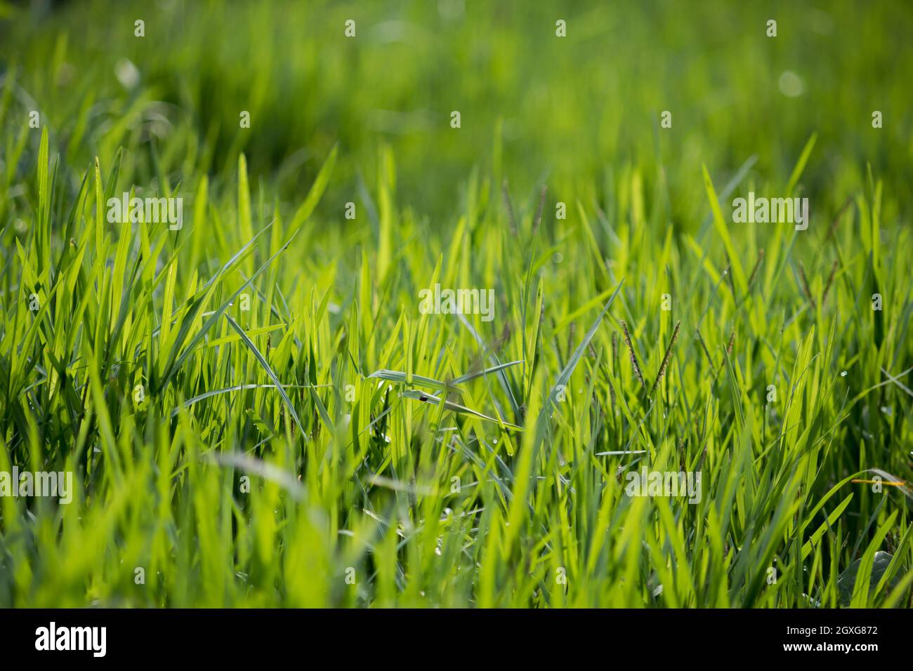 Lush grassland hi-res stock photography and images - Alamy