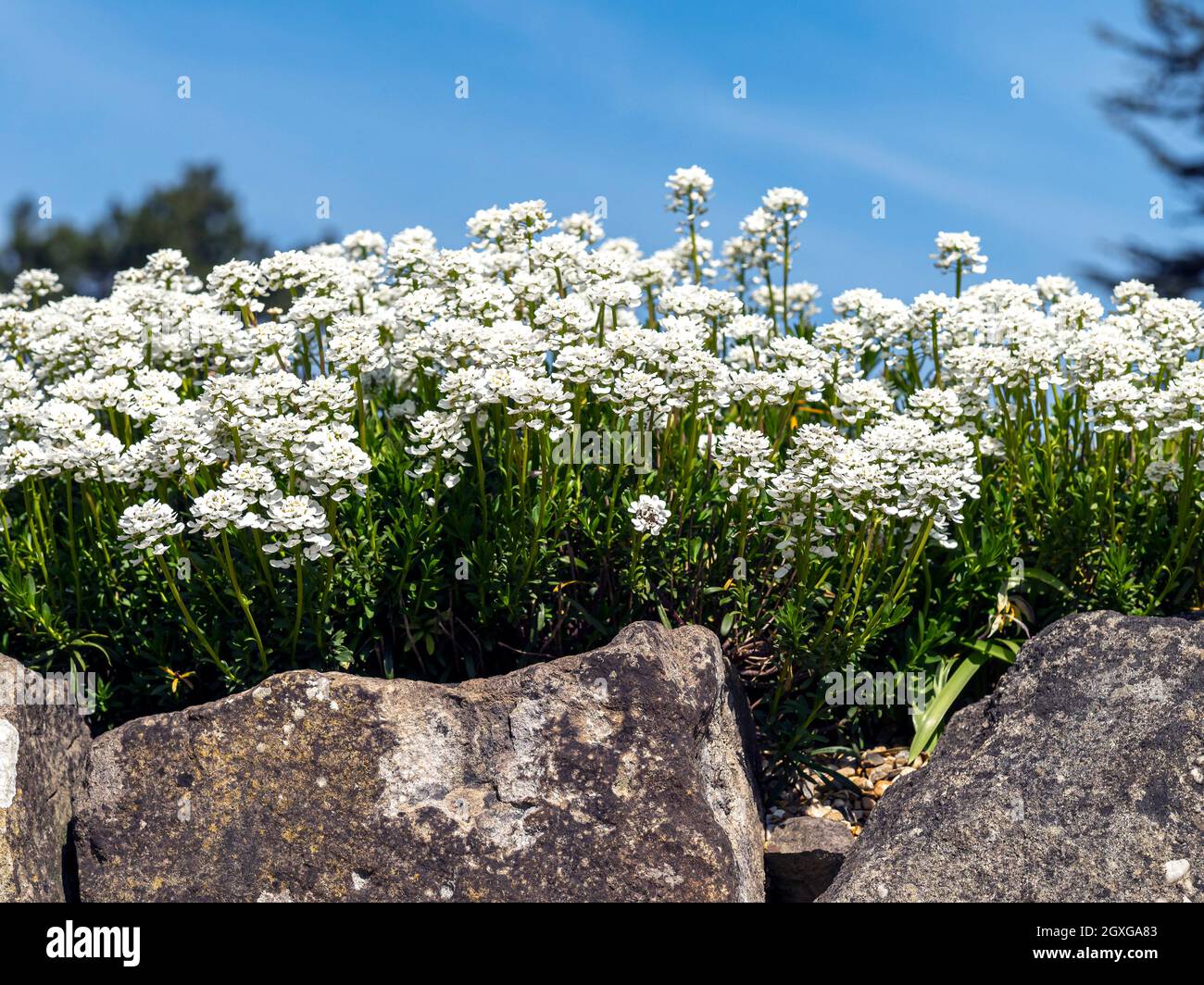 Evergreen candytuft, Iberis sempervirens, flowering in a rock garden ...