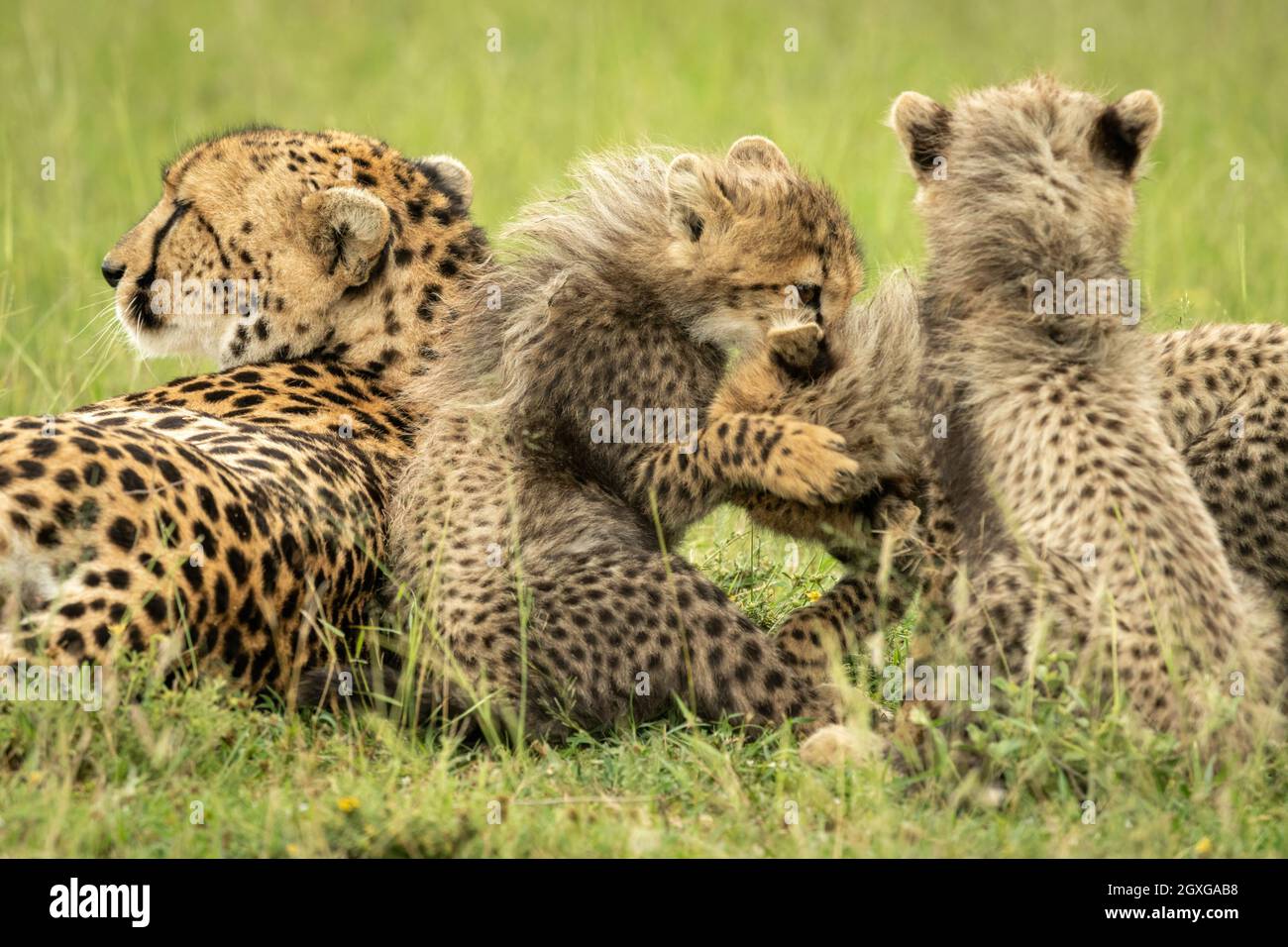 Young cheetah fighting hi-res stock photography and images - Alamy