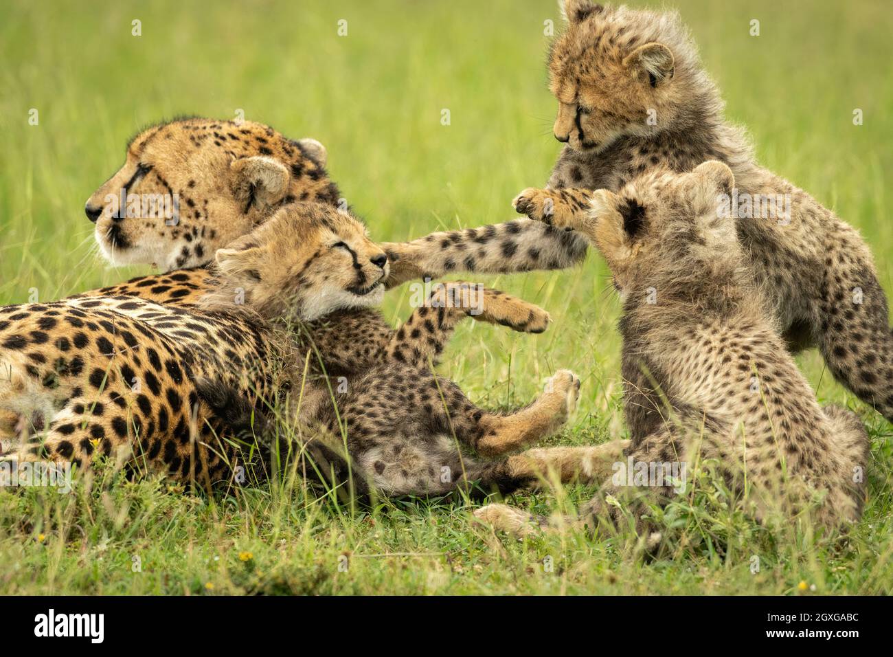 Cheetah lies near three cubs play fighting Stock Photo - Alamy