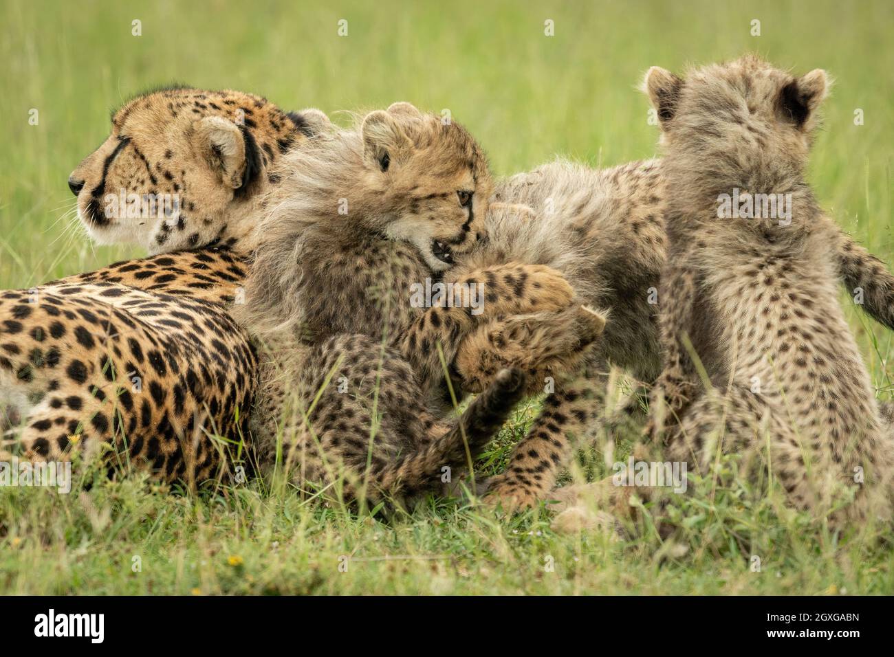 Young cheetah fighting hi-res stock photography and images - Alamy