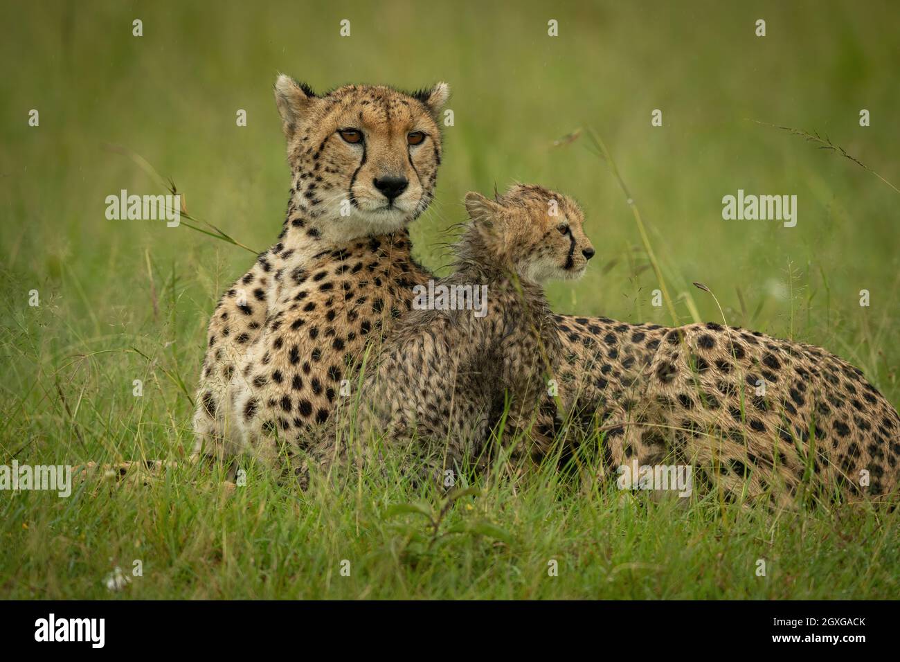Cheetah in rain hi-res stock photography and images - Alamy