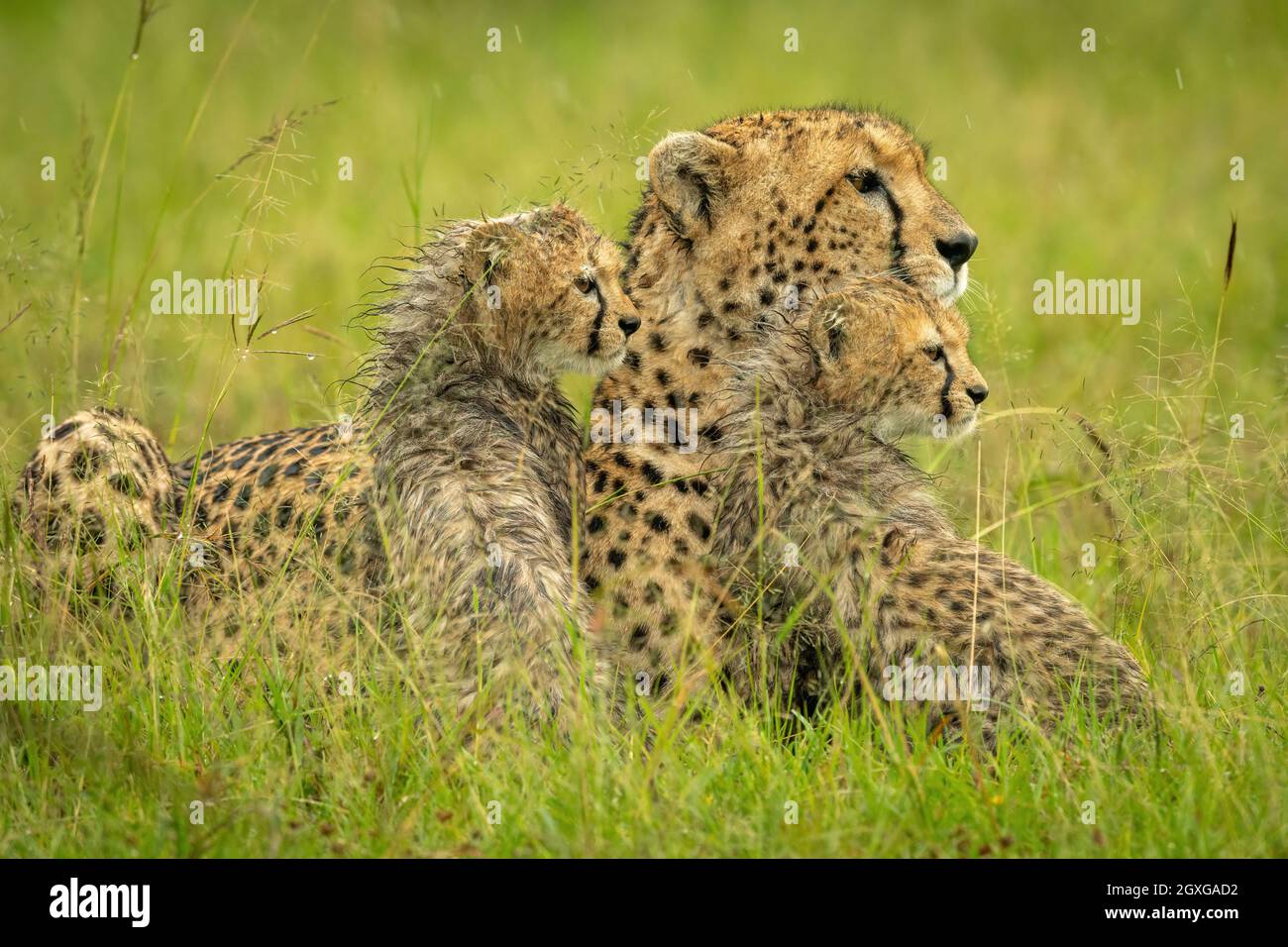 Cheetah in rain hi-res stock photography and images - Alamy