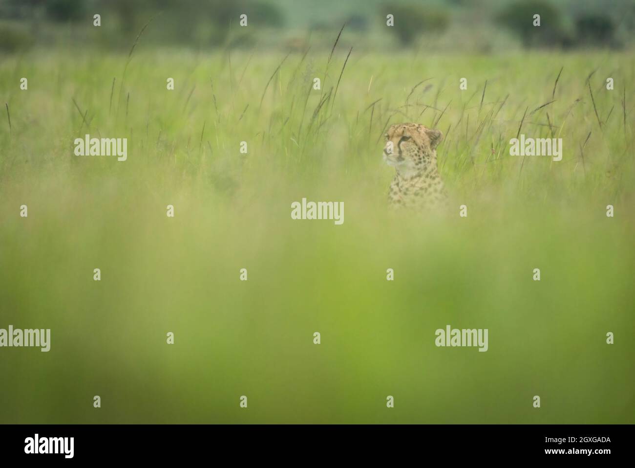 Cheetah sits facing left in blurred grass Stock Photo - Alamy
