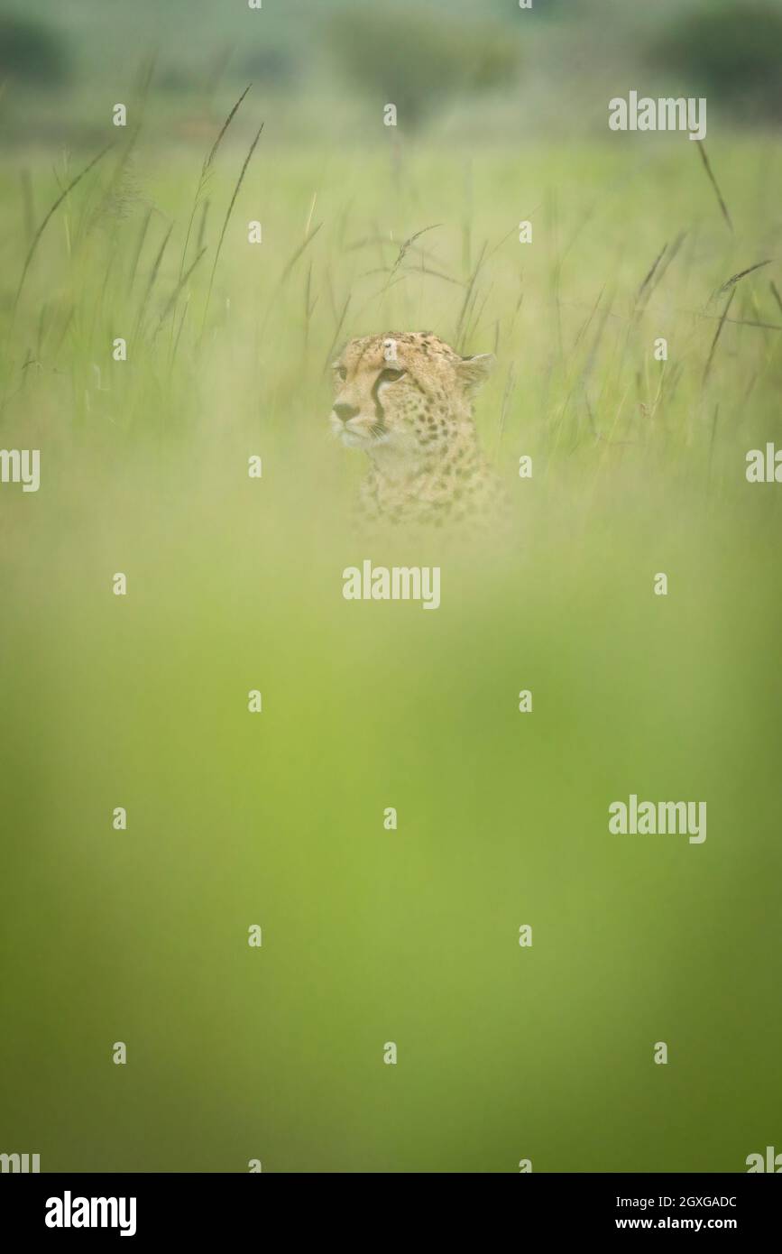 Cheetah sits looking left in blurry grass Stock Photo - Alamy