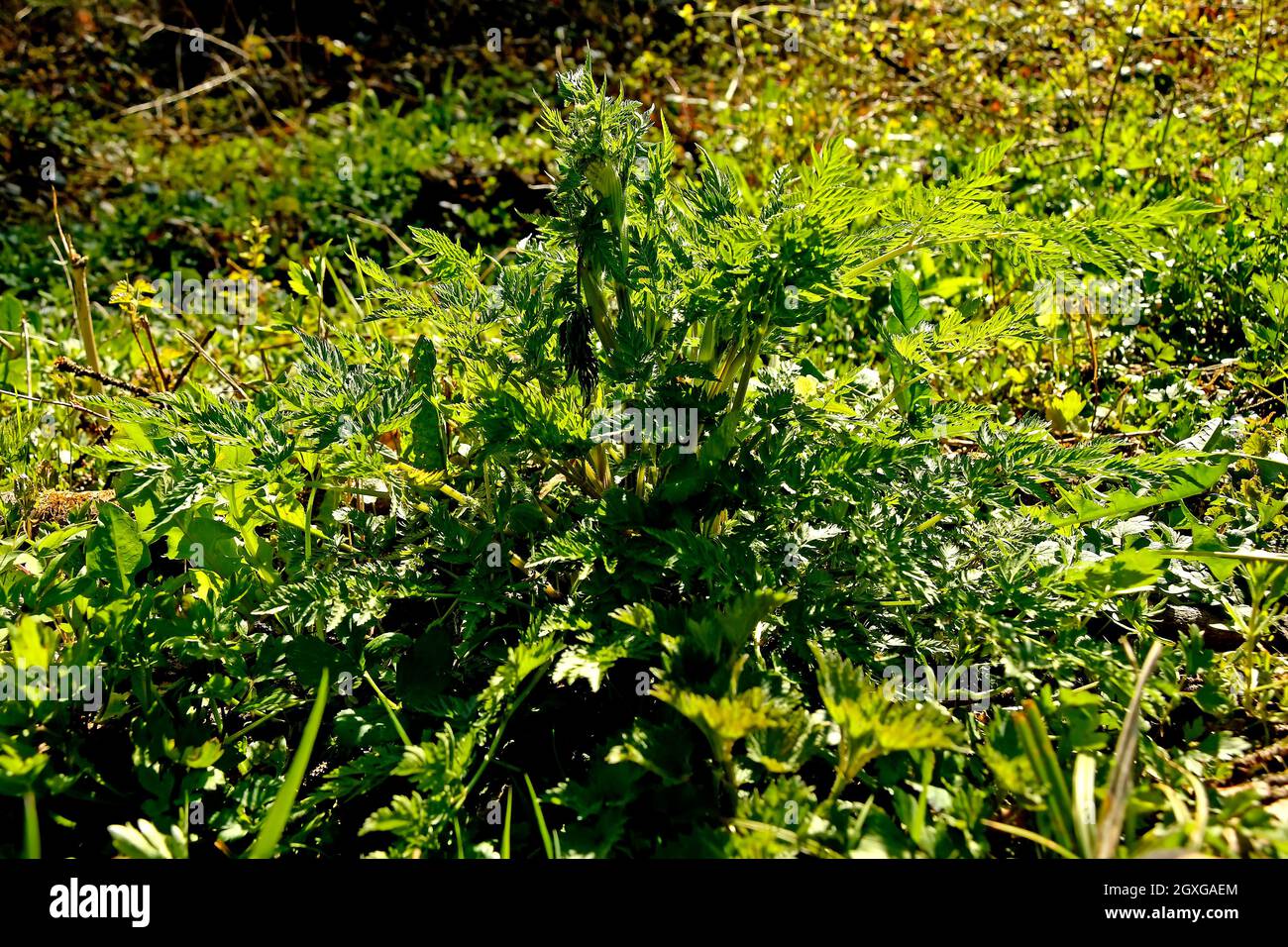German spring forest hi-res stock photography and images - Alamy