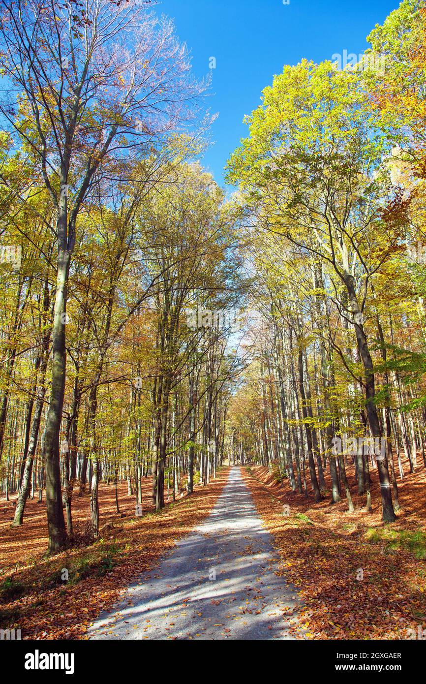 Fall deciduous forest hi-res stock photography and images - Alamy