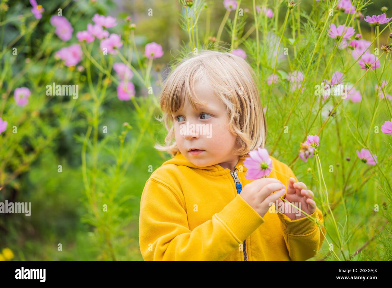 Boy enjoying pink flowers in the garden Stock Photo - Alamy