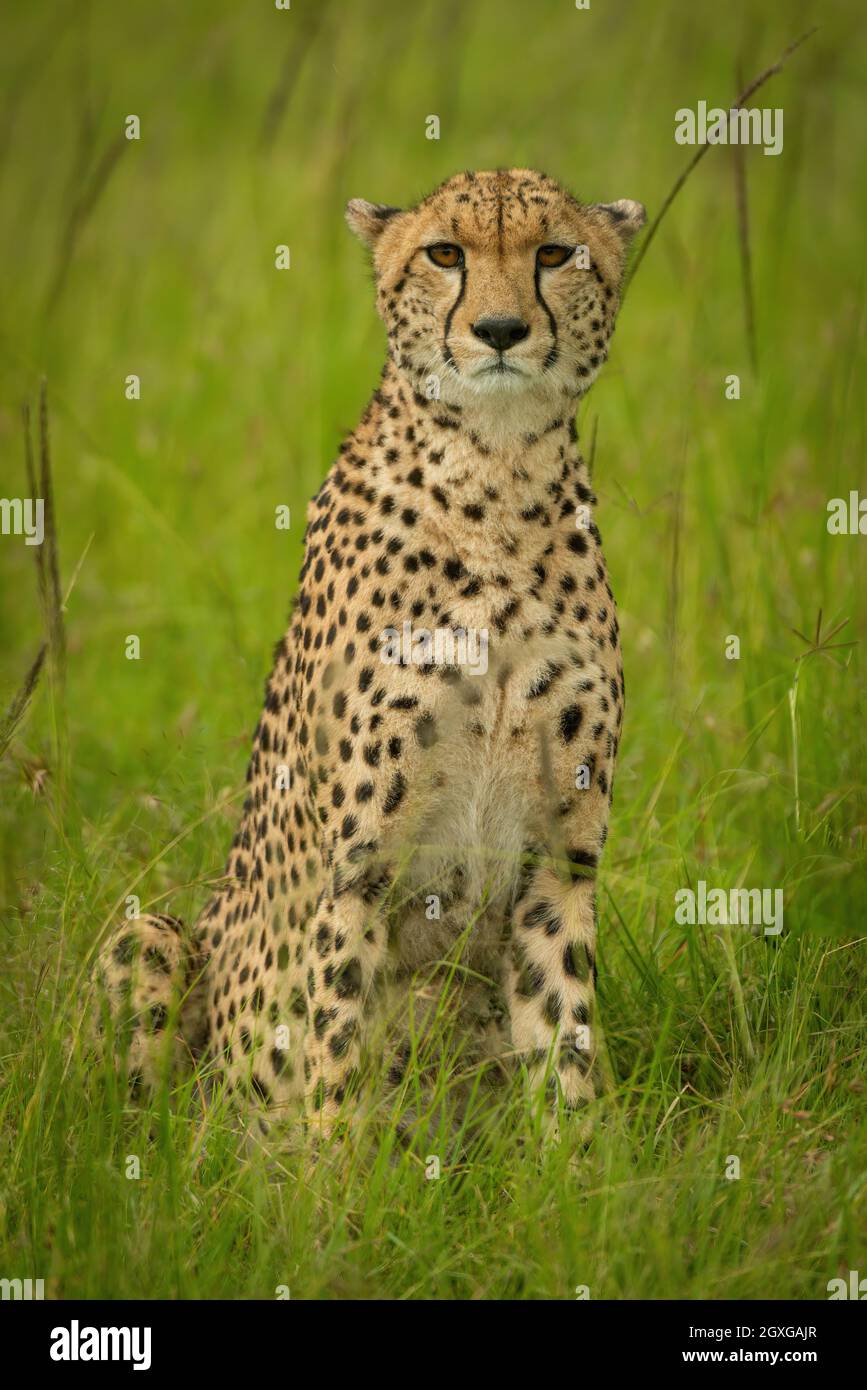 Cheetah sits in long grass facing camera Stock Photo - Alamy