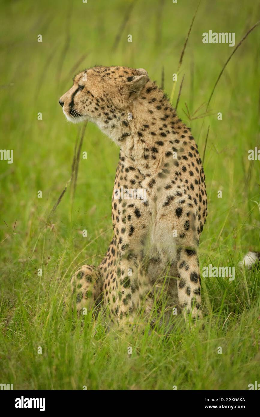 Cheetah sits in tall grass turning left Stock Photo - Alamy