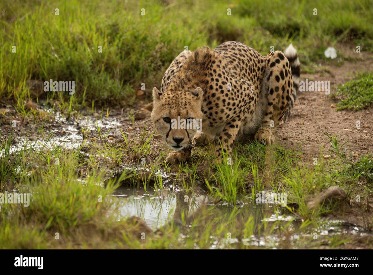 Cheetah lies by grassy puddle lowering head Stock Photo - Alamy