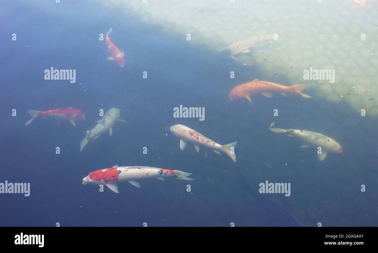 Koi fish pond to decorate the meditation garden in Himeji, Japan Stock ...