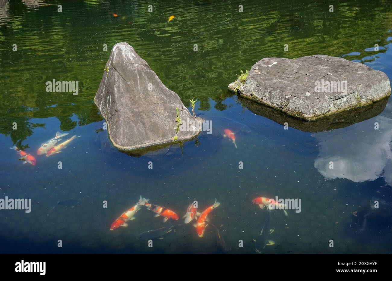 Koi fish pond to decorate the meditation garden in Himeji, Japan Stock ...
