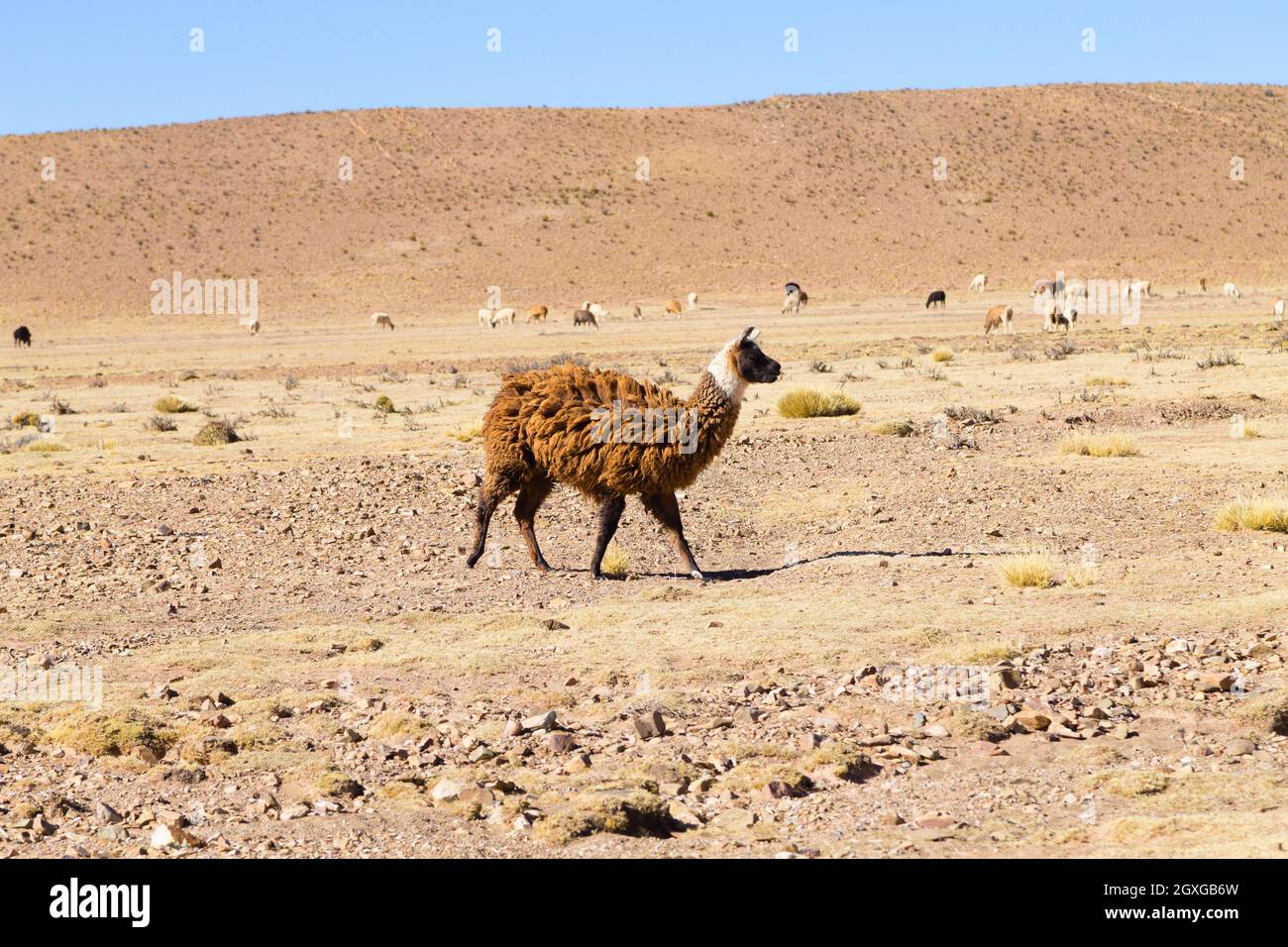Bolivian llama breeding on Andean plateau,Bolivia Stock Photo - Alamy