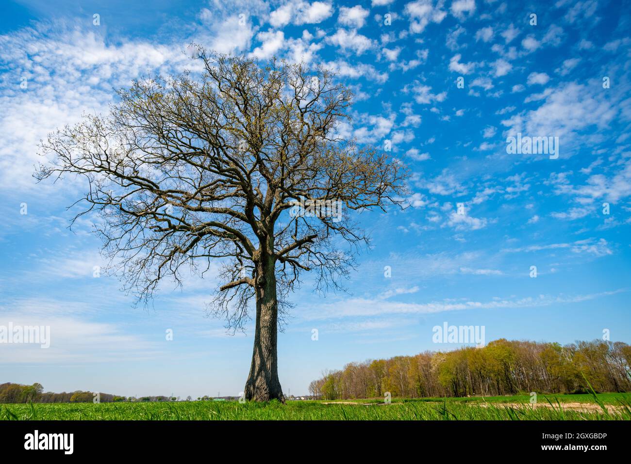 Alone tree in grass field Stock Photo - Alamy