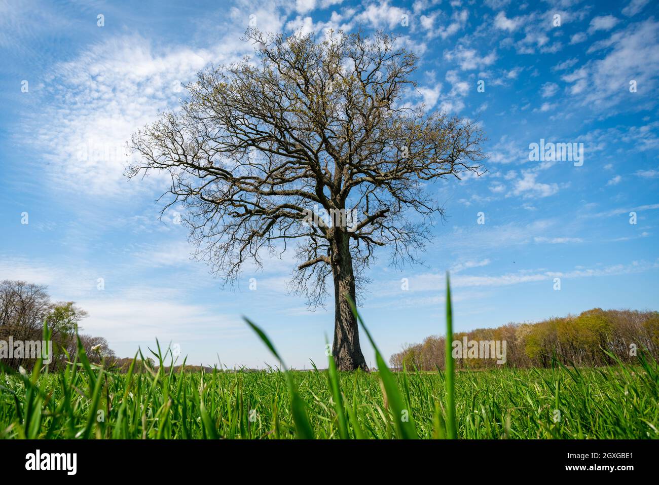 Alone tree in grass field Stock Photo - Alamy