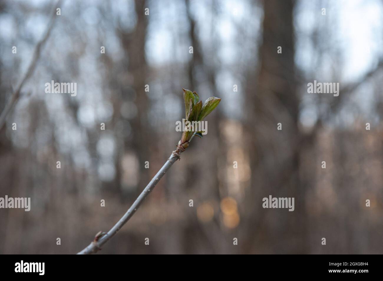 young spring leaves sprouting from their buds, selective focus, shallow ...