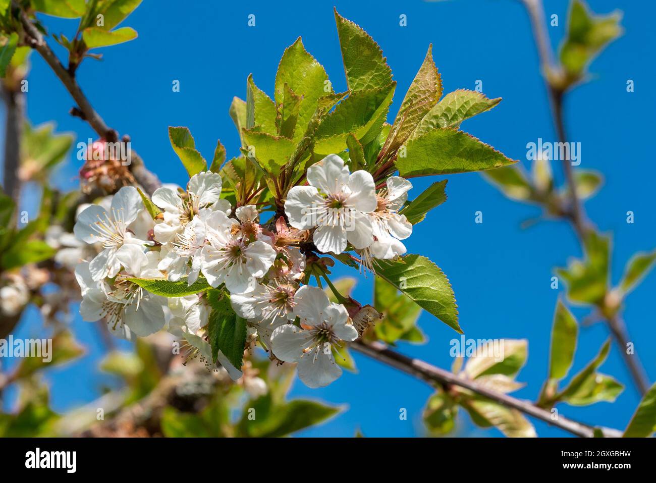 Beautiful floral image of spring. Branches of blossoming. Beautiful ...