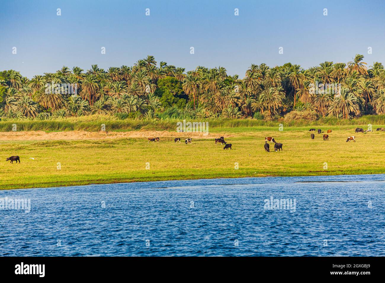 Landscape view of large river nile in Egypt Stock Photo - Alamy