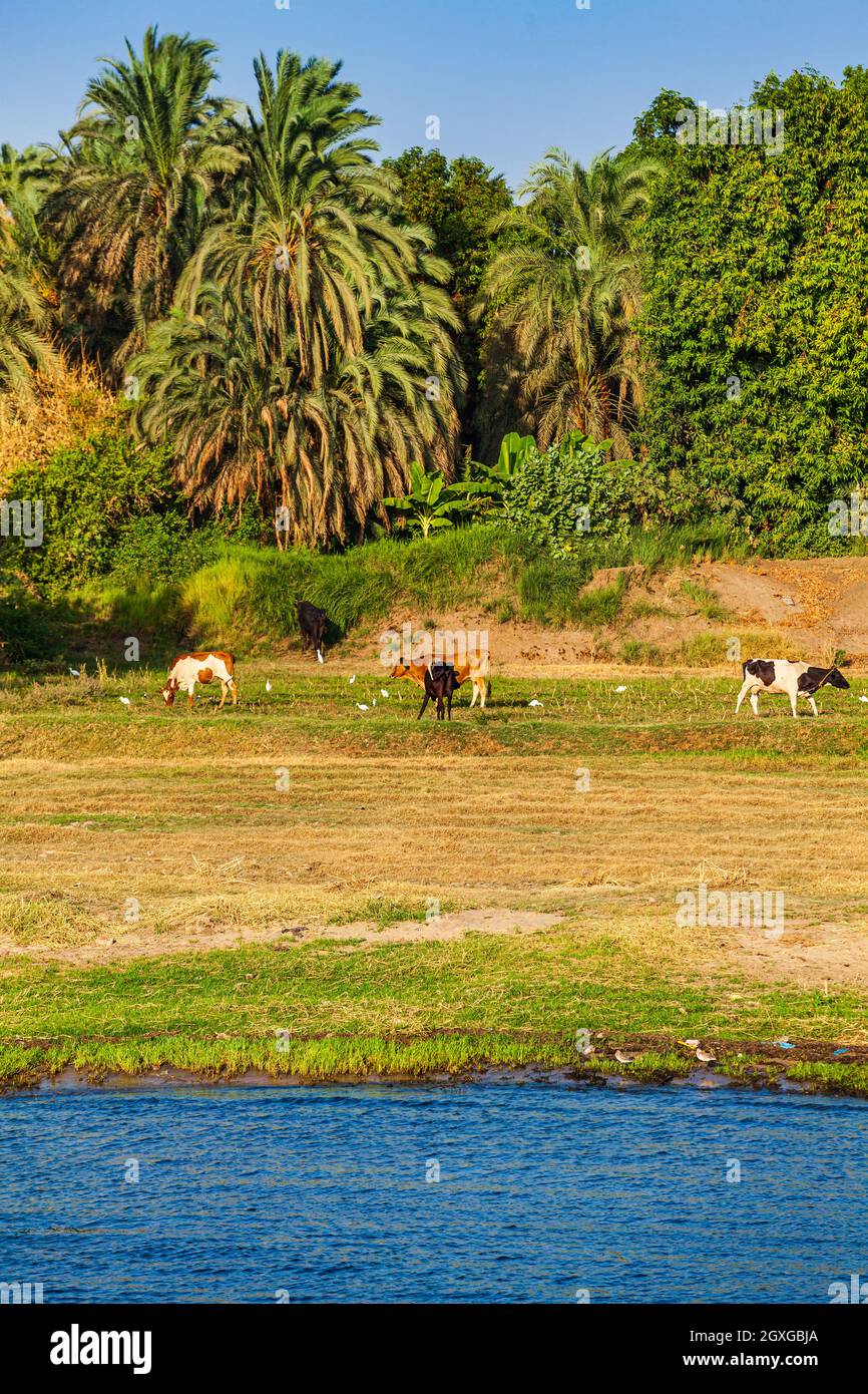 Landscape view of large river nile in Egypt Stock Photo - Alamy