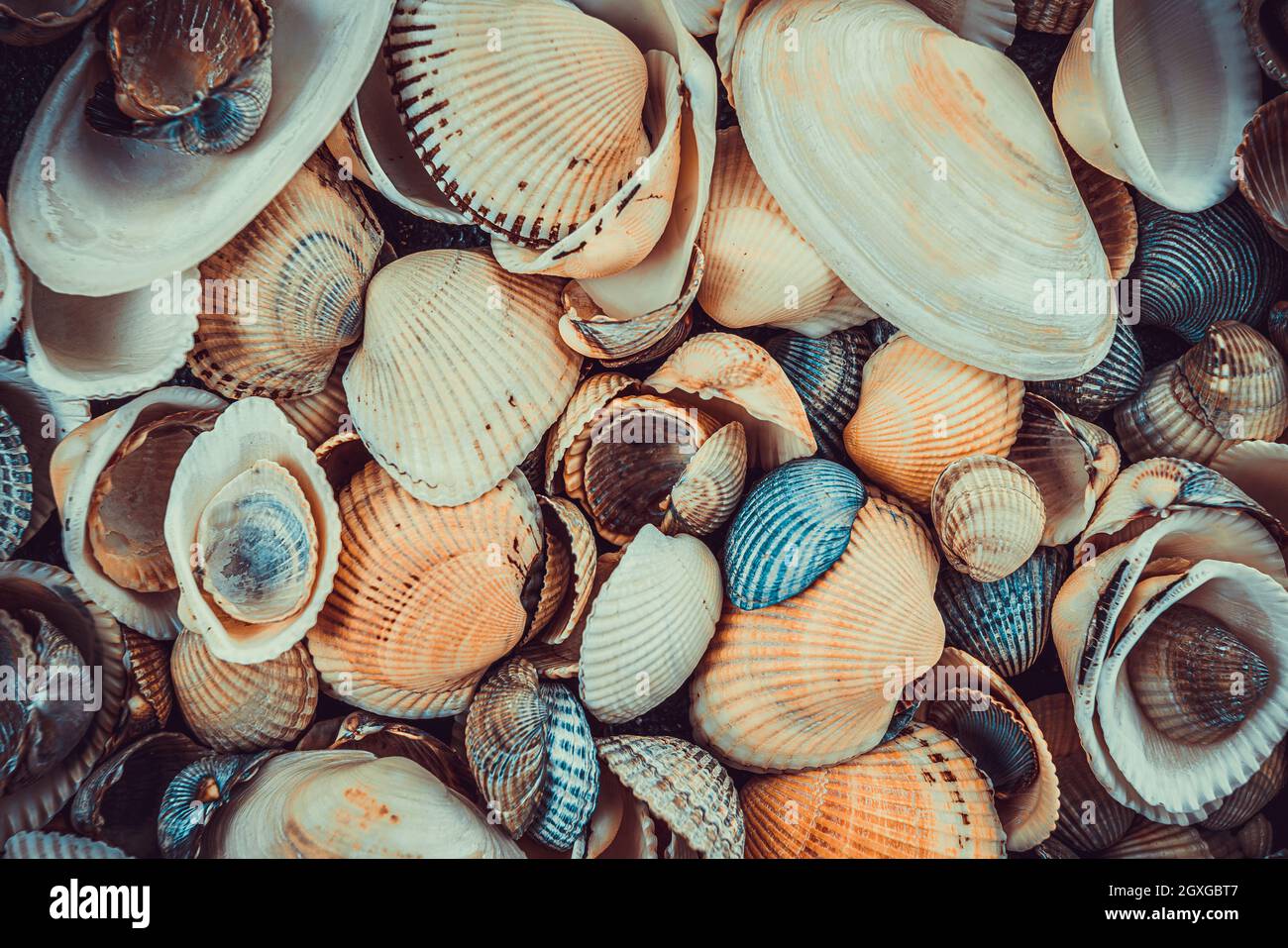 variety of sea shells from beach Stock Photo - Alamy