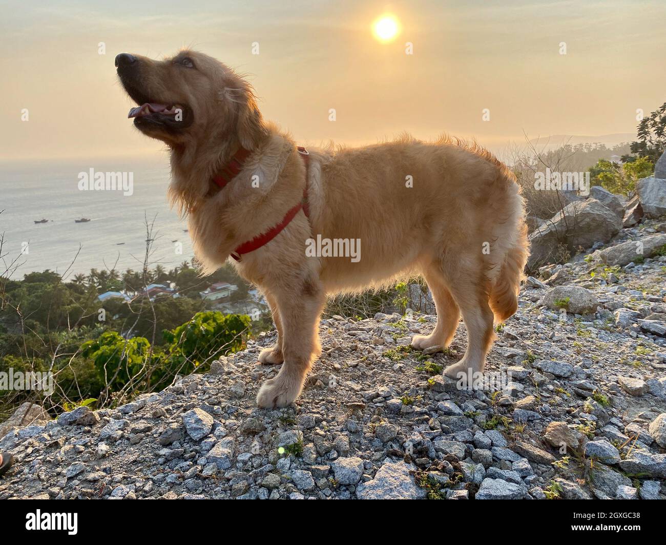 Golden dog standing on the top of mountain in Da Nang, Vietnam Stock ...