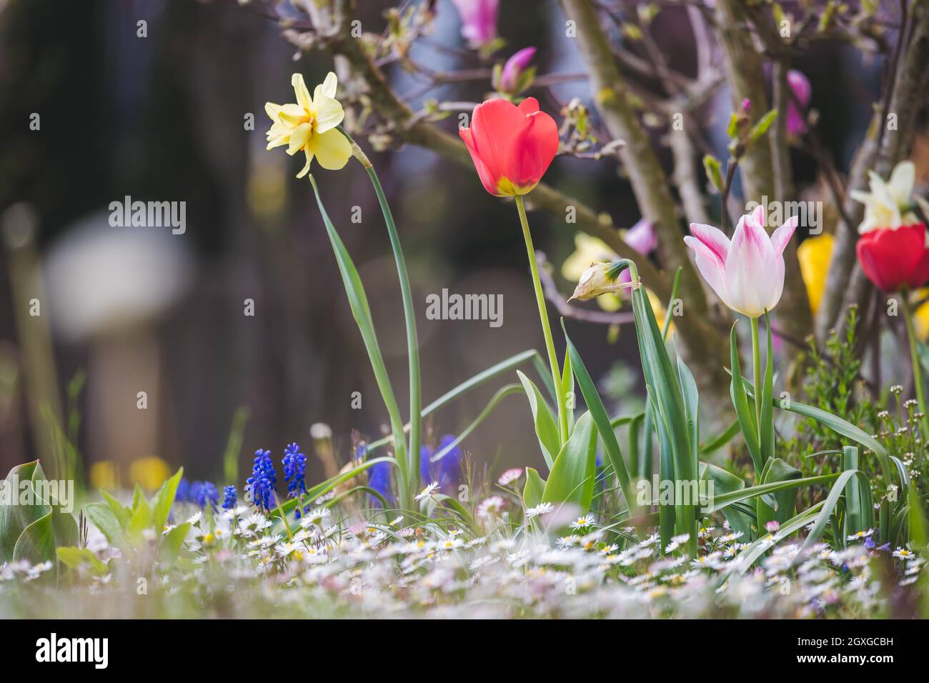 Beautiful spring time flower scenery with colorful blossoms and tulips ...