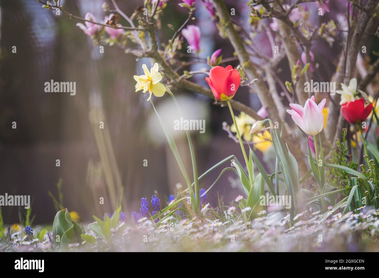 Beautiful spring time flower scenery with colorful blossoms and tulips ...