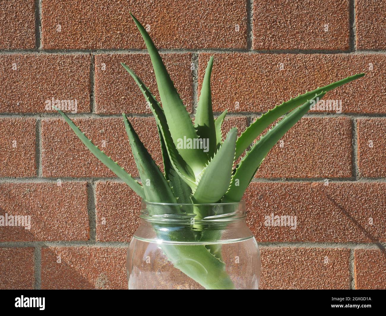 Aloe vera aka true aloe or chinese aloe plant cutting Stock Photo - Alamy