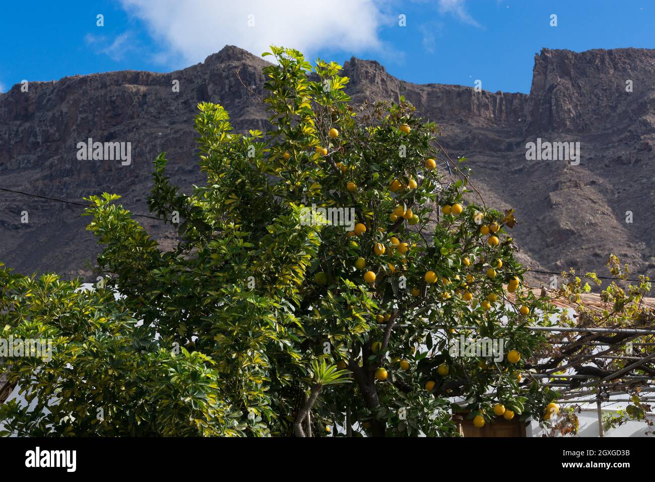 Close up of lemons hanging from a tree in a lemon grove Stock Photo - Alamy