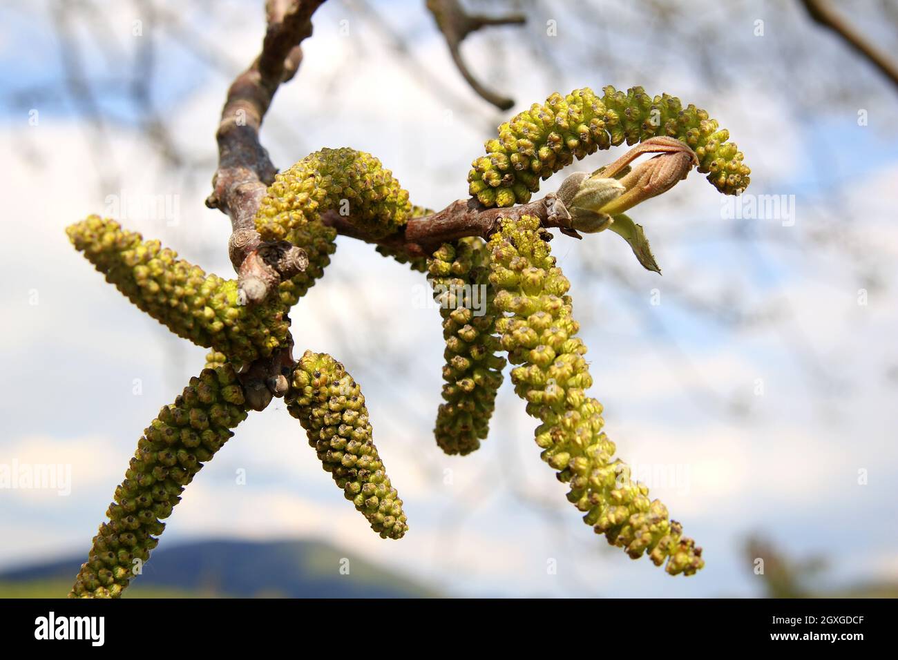 Walnussblüte, walnut blossom Stock Photo - Alamy