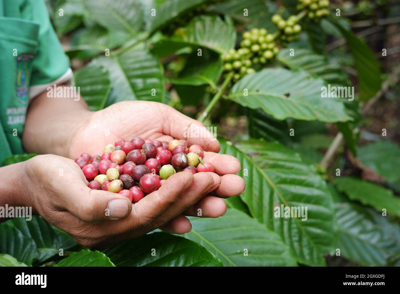 coffee farmer's hand holding crops in the garden. variety of coffee ...