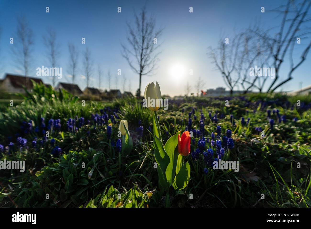 First spring flowers. Tulips in the sun Stock Photo - Alamy