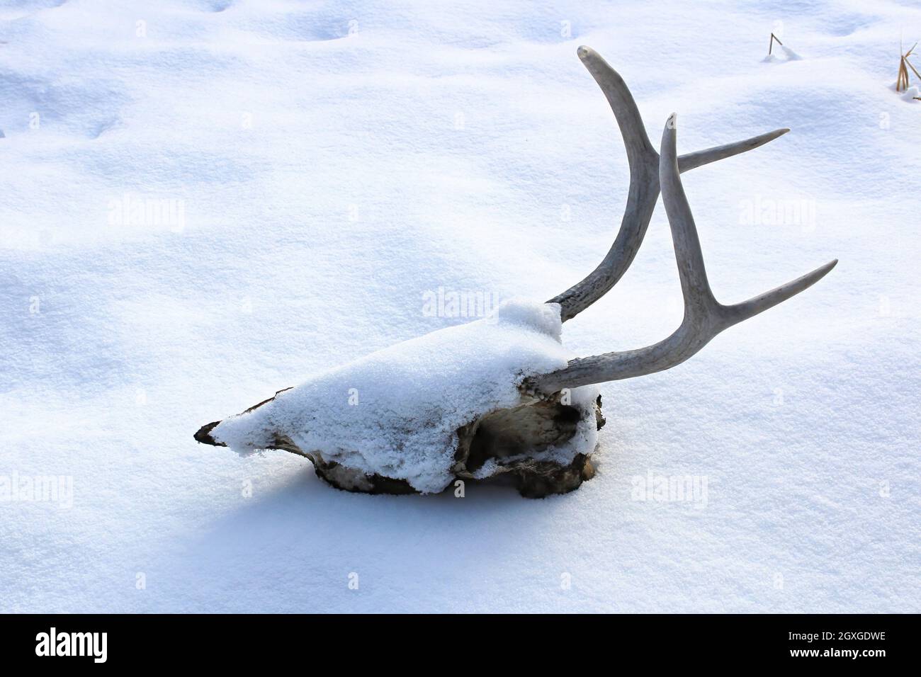 Dead deer in snow hi-res stock photography and images - Alamy