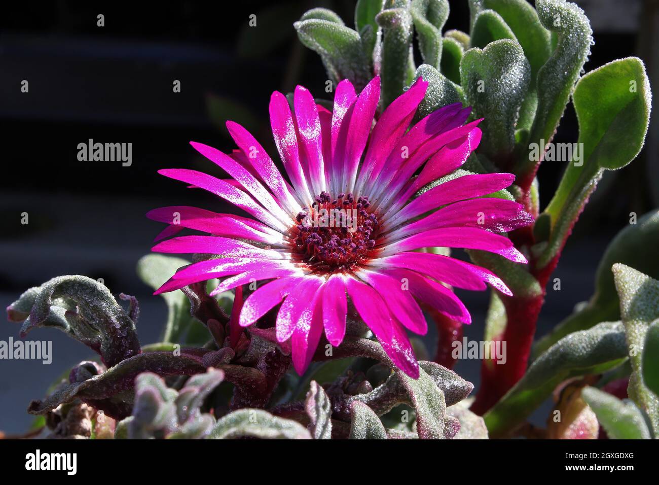 Lampranthus garden hi-res stock photography and images - Alamy