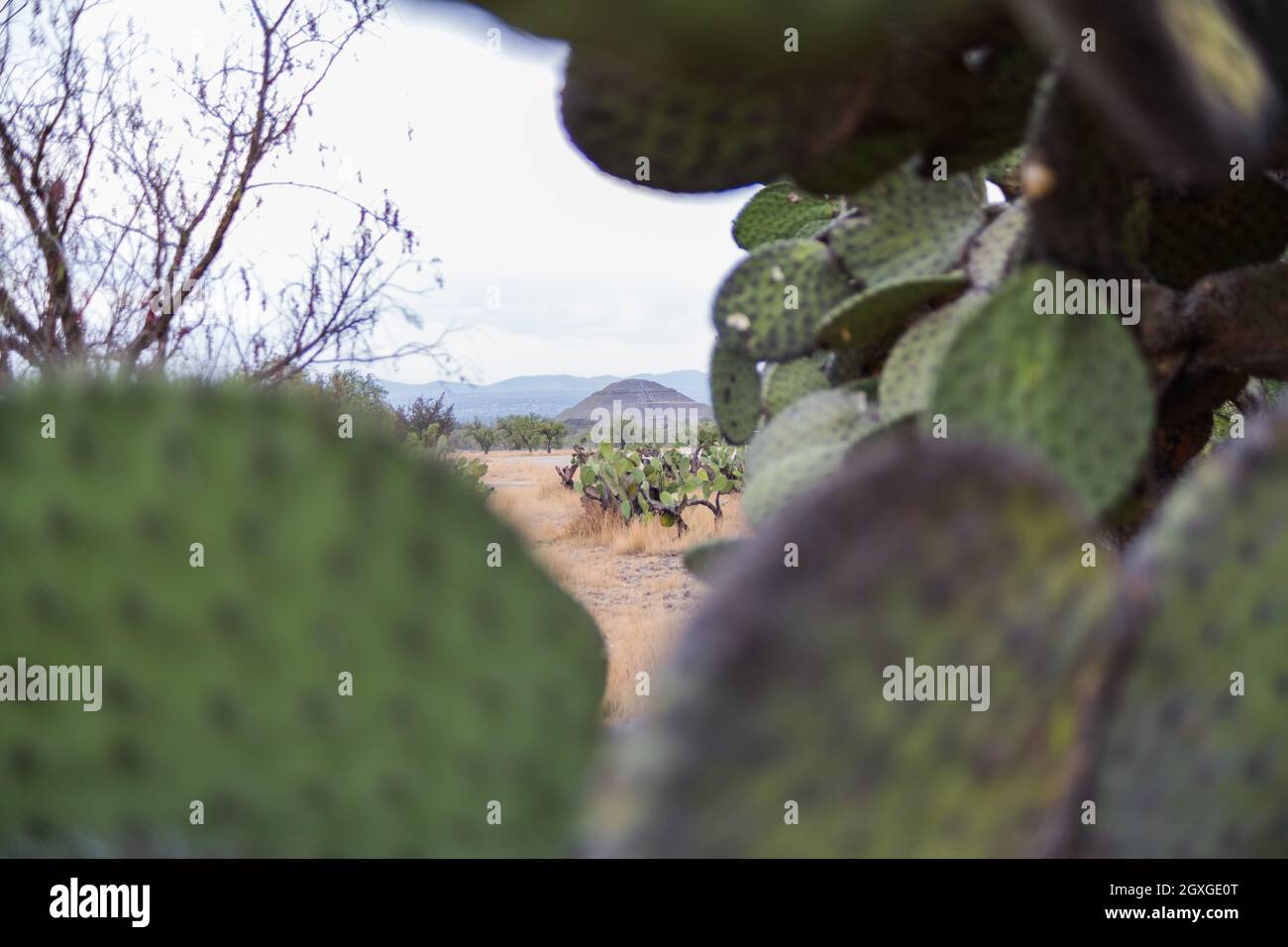 Deteriorated Hispanic nopal plants with cold burn marks and desert as ...