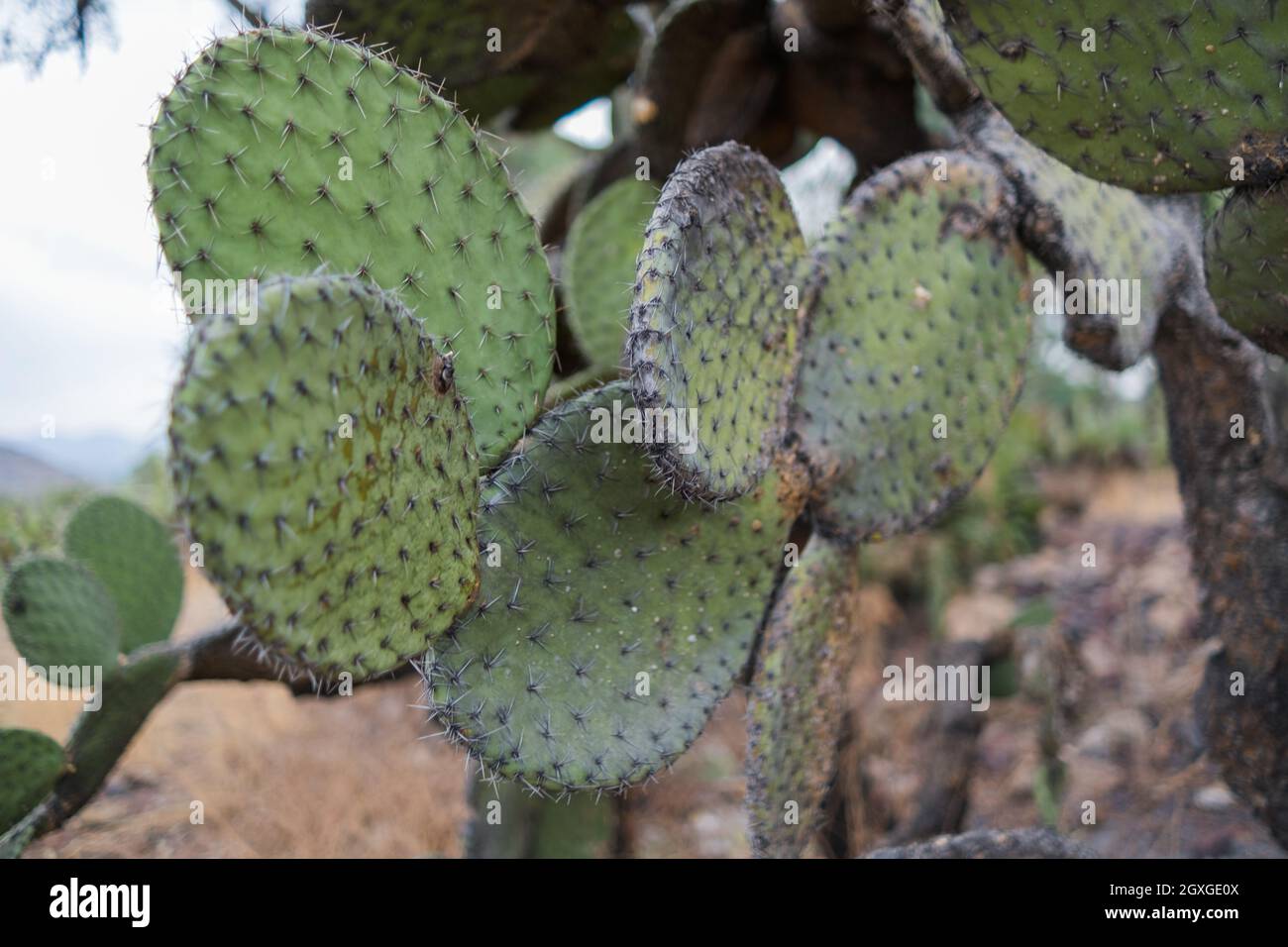Deteriorated Hispanic nopal plants with cold burn marks and blurry ...