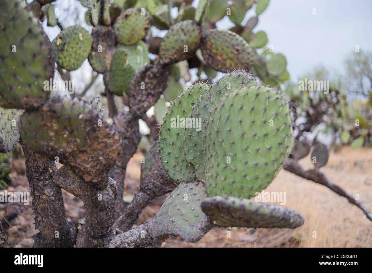 Deteriorated Hispanic nopal plants with cold burn marks and blurry ...