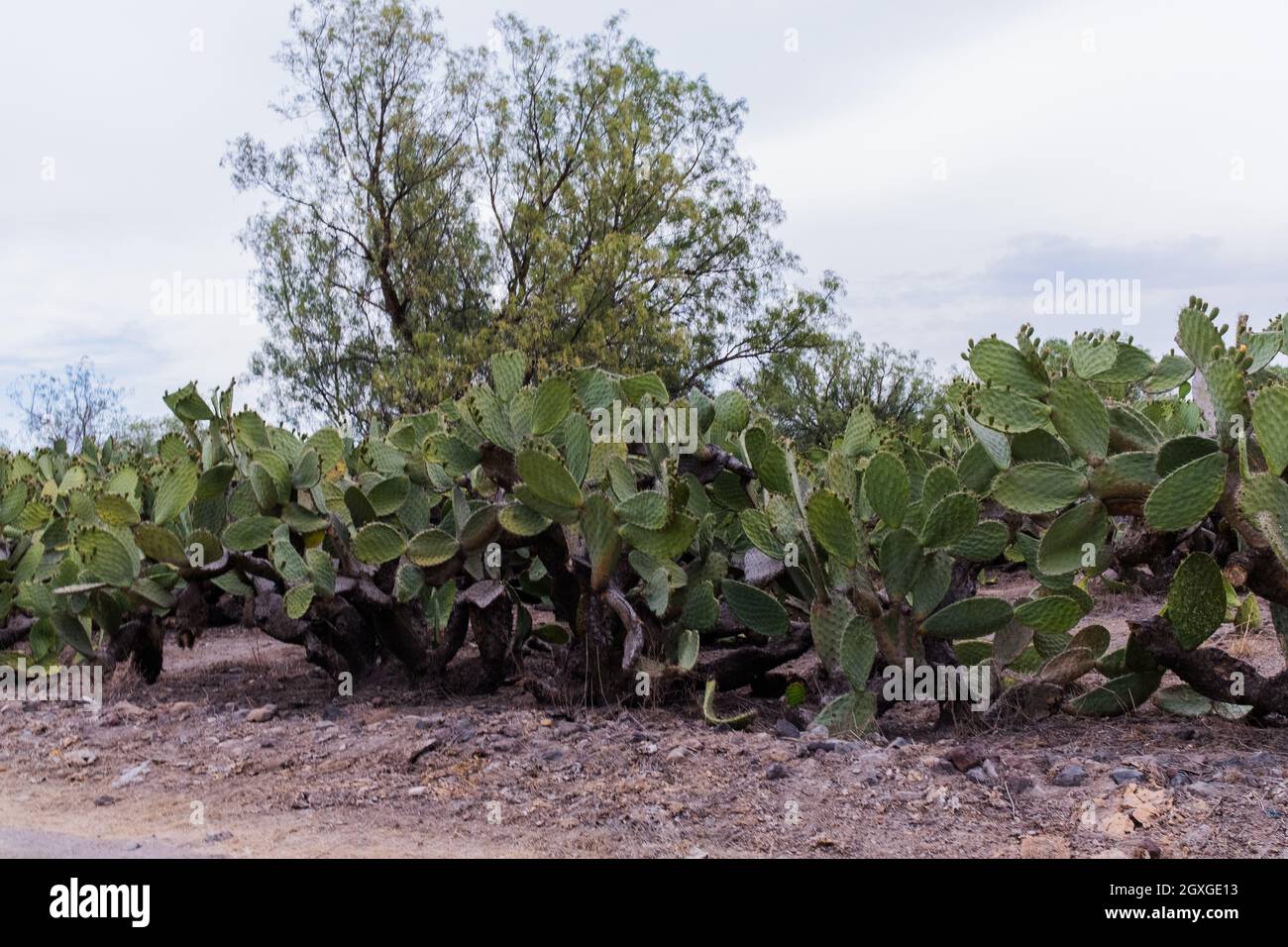 Beautiful view of nopal plantation with cloudy sky as background. Trees ...