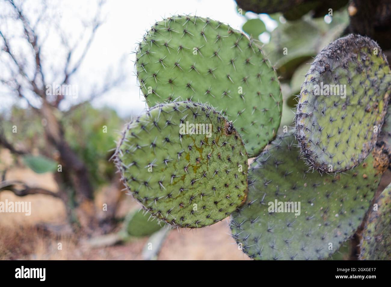 Deteriorated Hispanic nopal plants with cold burn marks and blurry ...