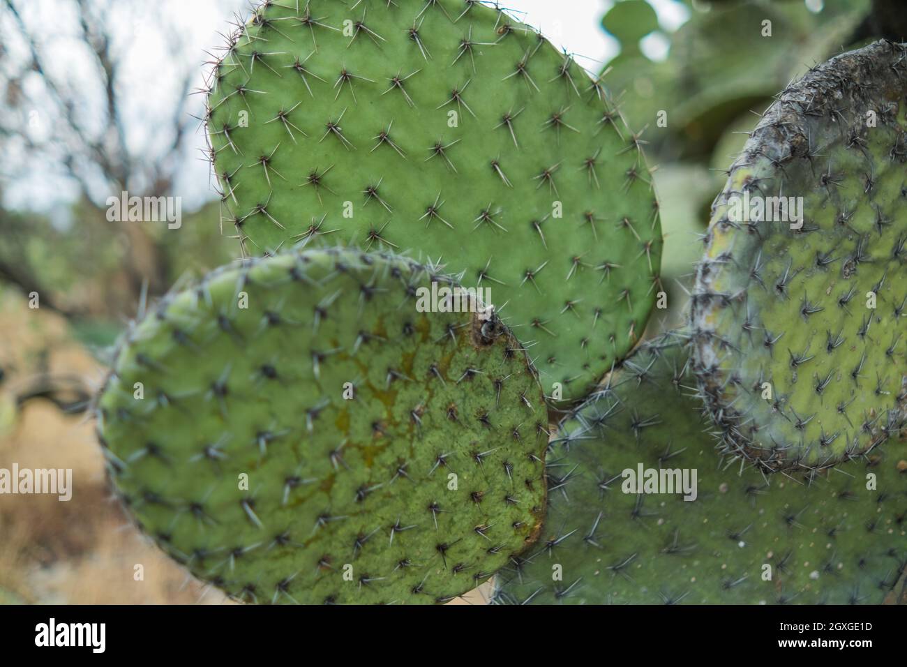 Deteriorated Hispanic nopal plants with cold burn marks and blurry ...