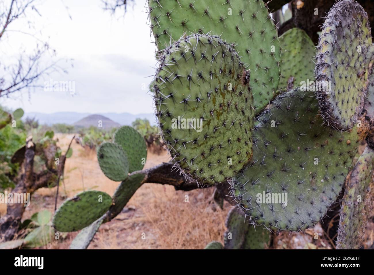 Deteriorated Hispanic nopal plants with cold burn marks and desert as ...