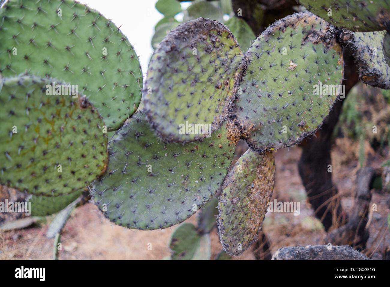 Deteriorated Hispanic nopal plants with cold burn marks and blurry ...