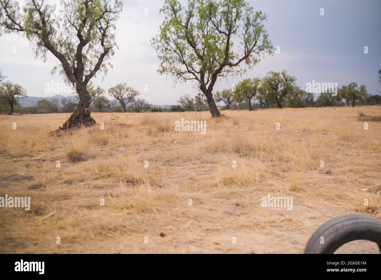 Peaceful view of scrawny trees on dry grass-covered ground and under ...